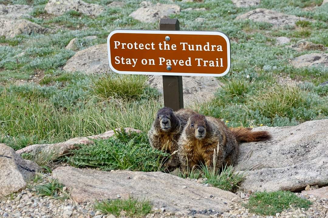 Tundra: The Land of No Trees – Wandering and Wondering
